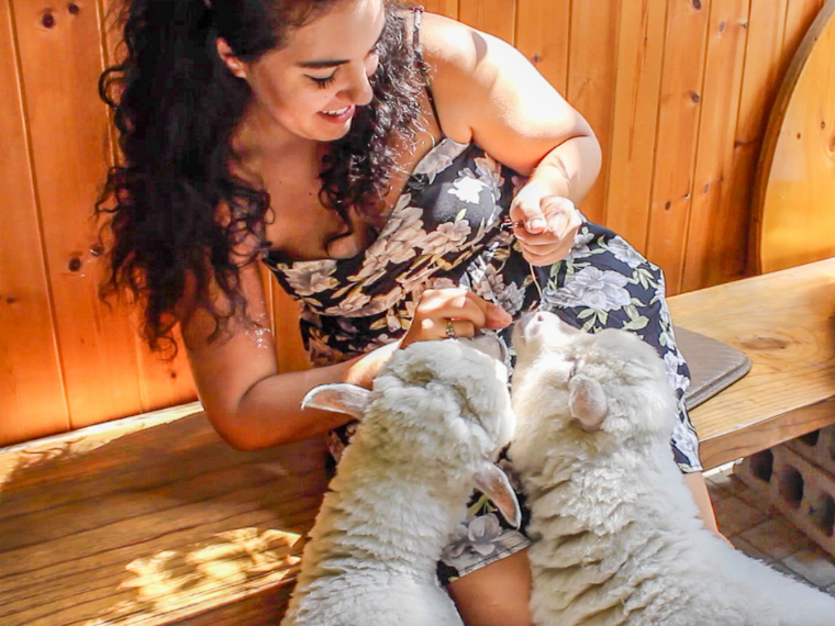 Adorable Seoul Café | Thanks Nature Sheep Cafe - Globelle Gina