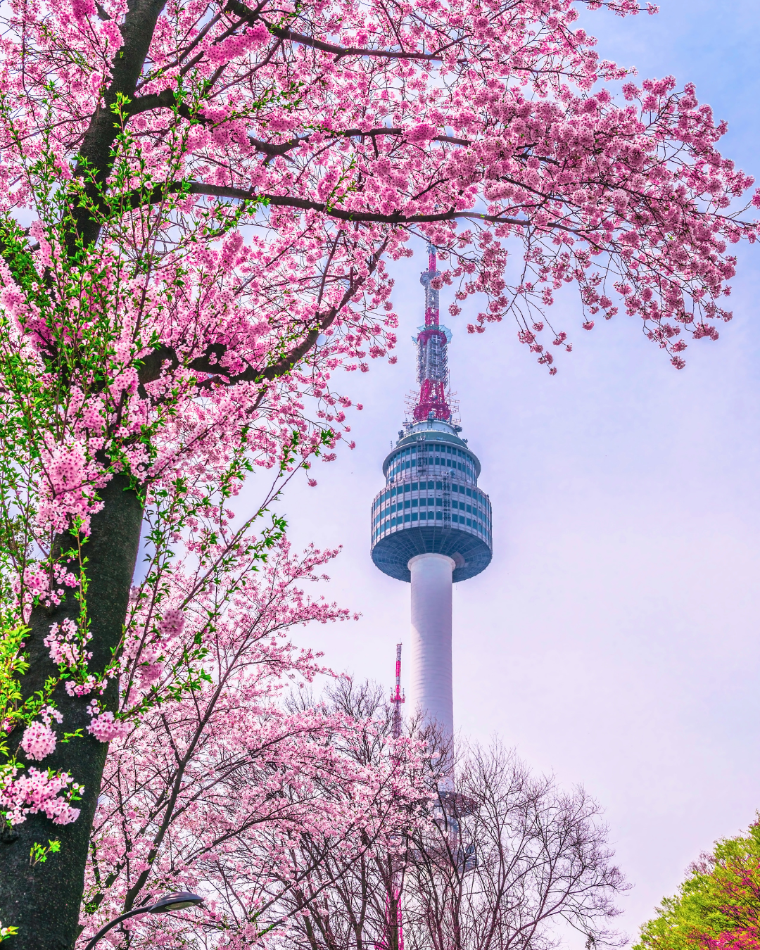 namsan-tower-cherry-blossoms-spring-in-korea - Globelle Gina