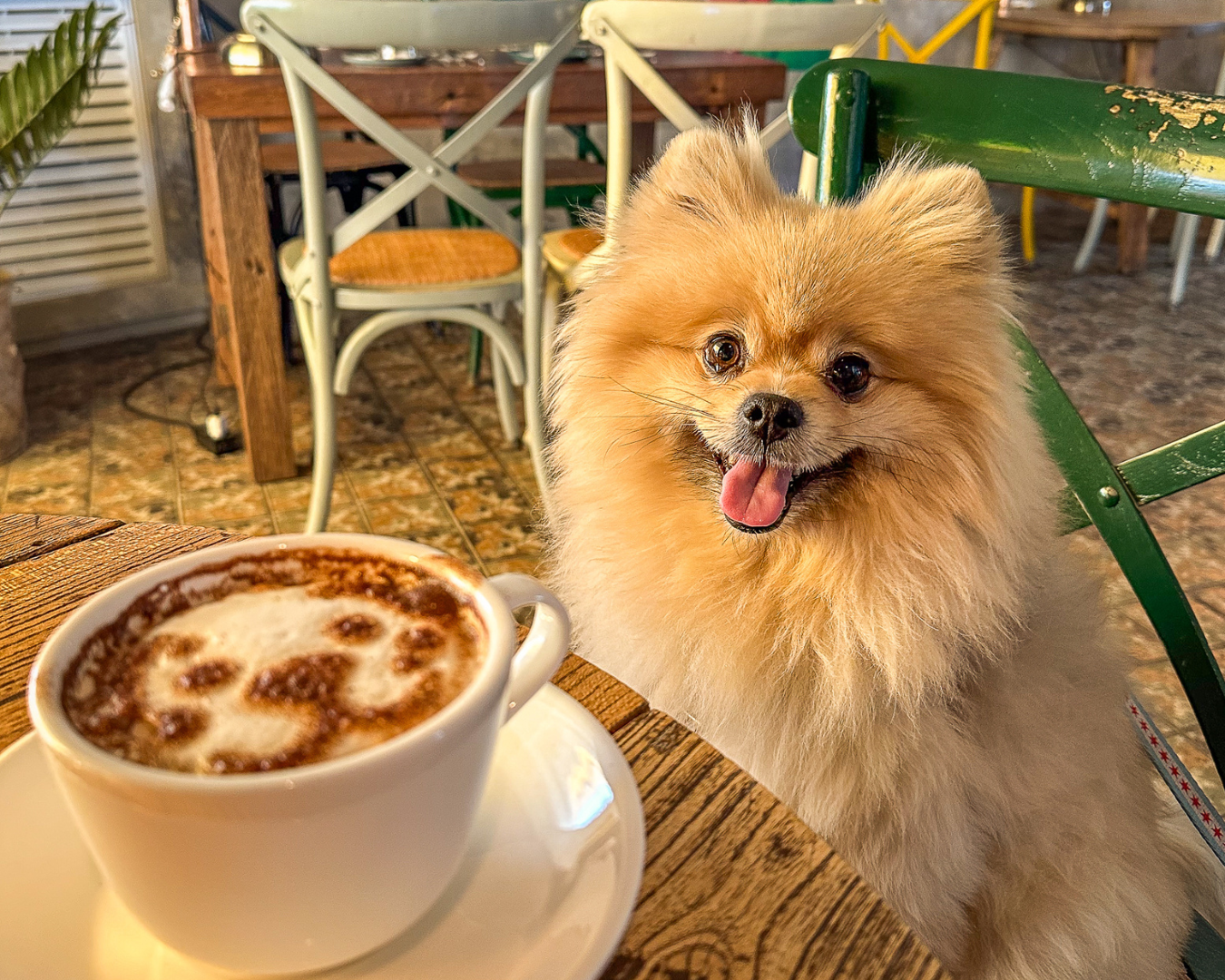 Dog-Friendly-Places-in-Seoul-Pet-Friendly-Cafes - Globelle Gina
